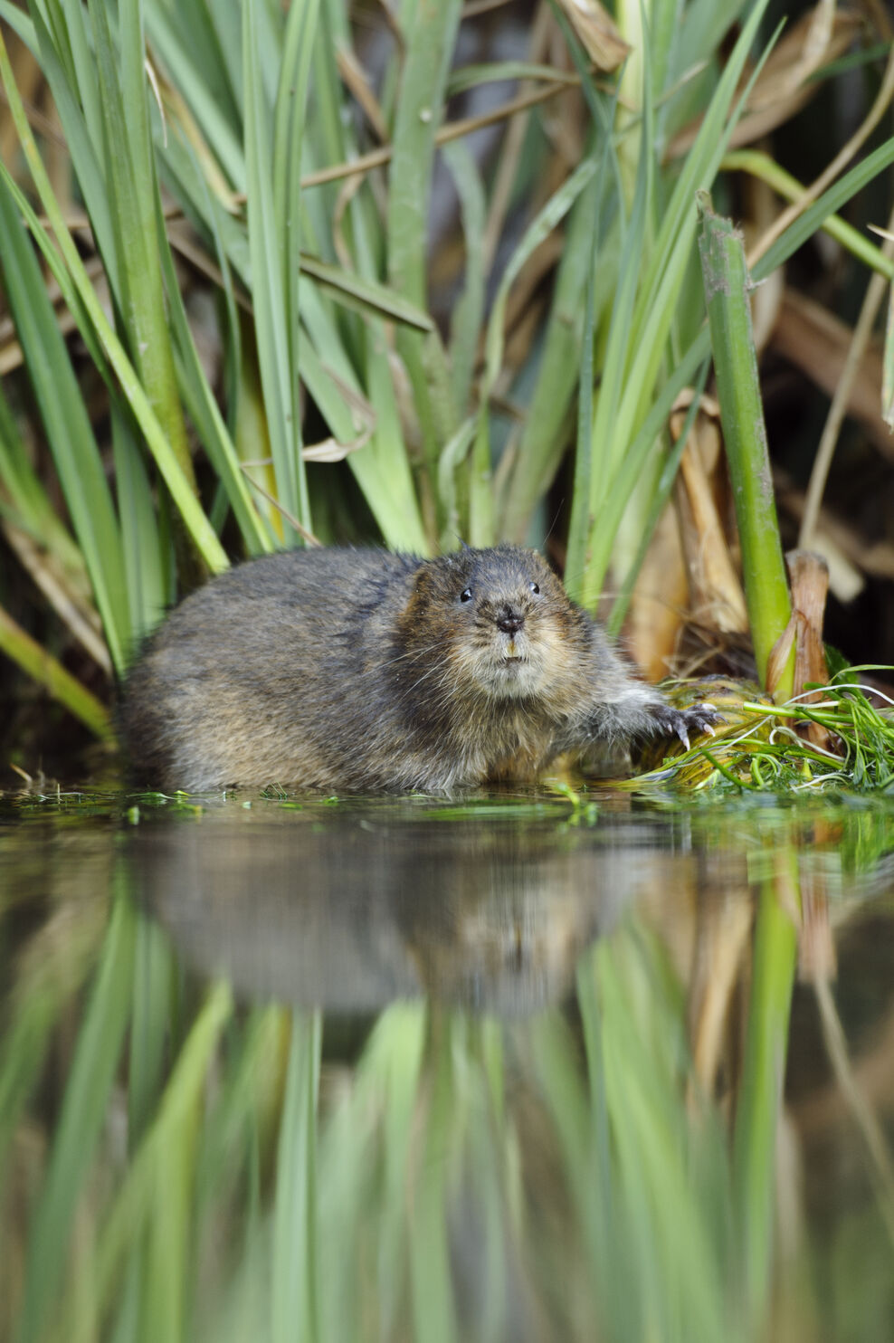Waveney and Little Ouse Landscape Recovery | Suffolk Wildlife Trust