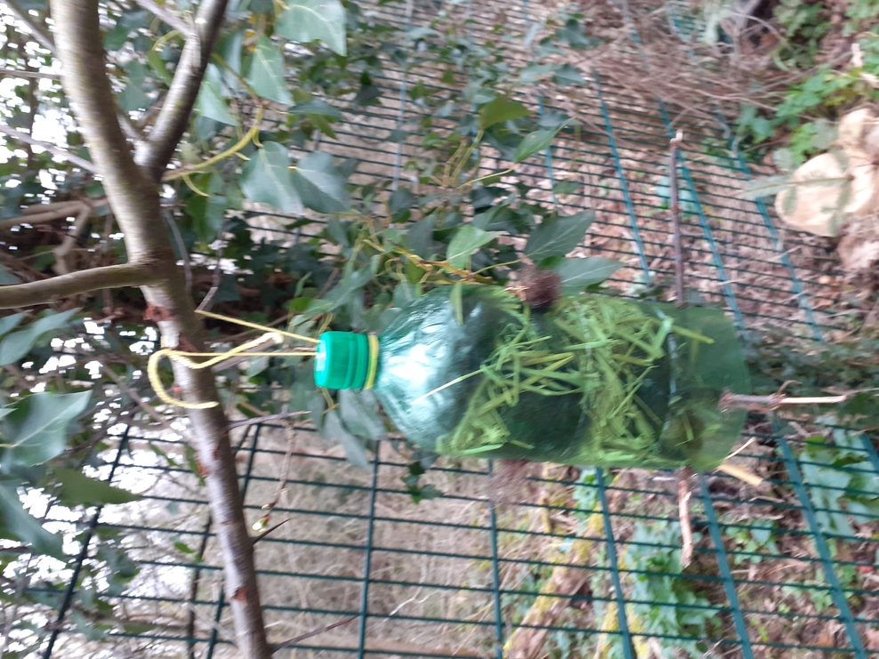 Wilder School - Coldfair Green Primary | Suffolk Wildlife Trust