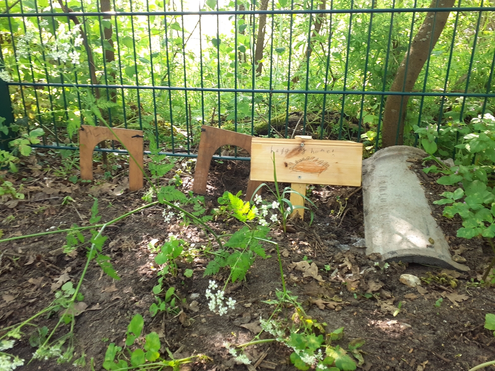 Wilder School - Coldfair Green Primary | Suffolk Wildlife Trust