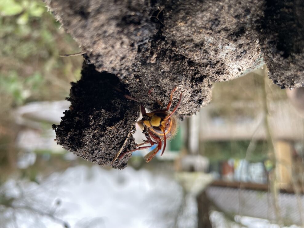 Wilder School - Fressingfield CofE Primary | Suffolk Wildlife Trust