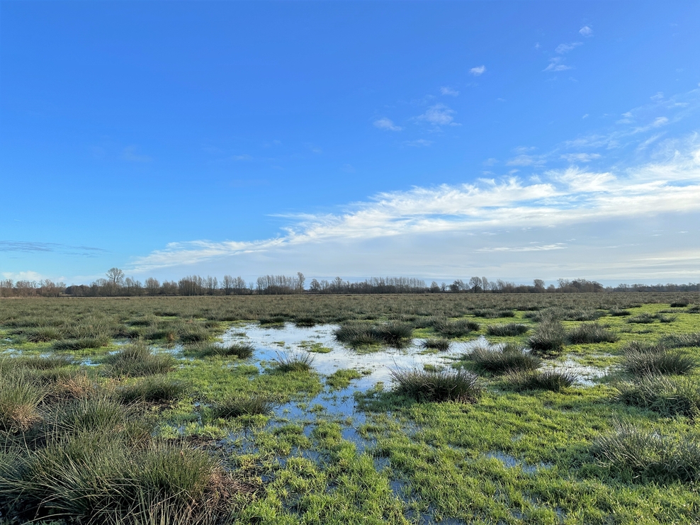 Worlingham Marshes - a new nature reserve in the Suffolk Broads ...