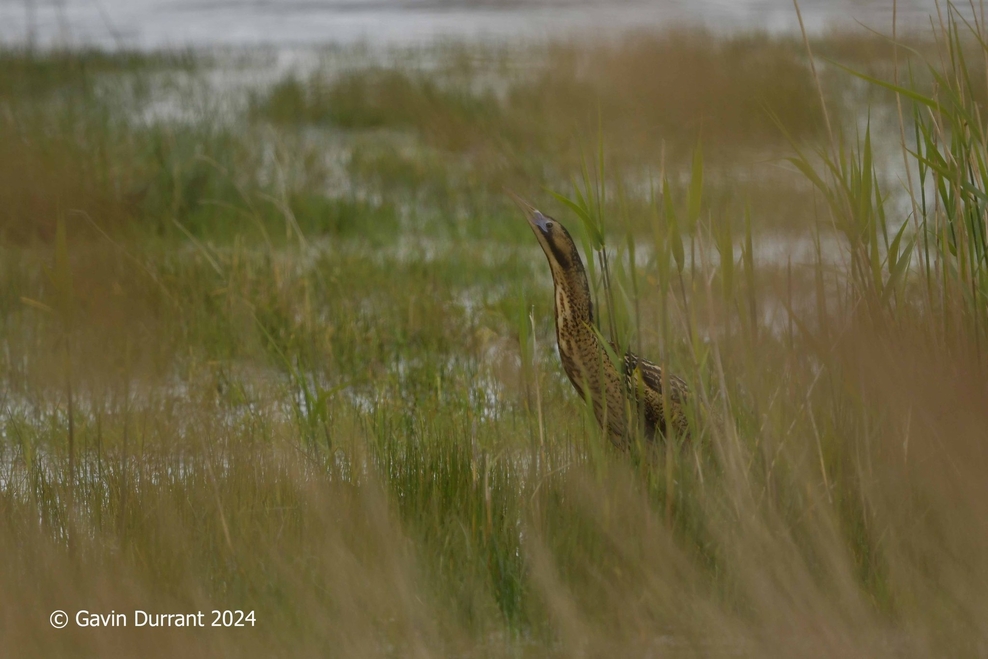 Wild news from our teams - April 2024 | Suffolk Wildlife Trust
