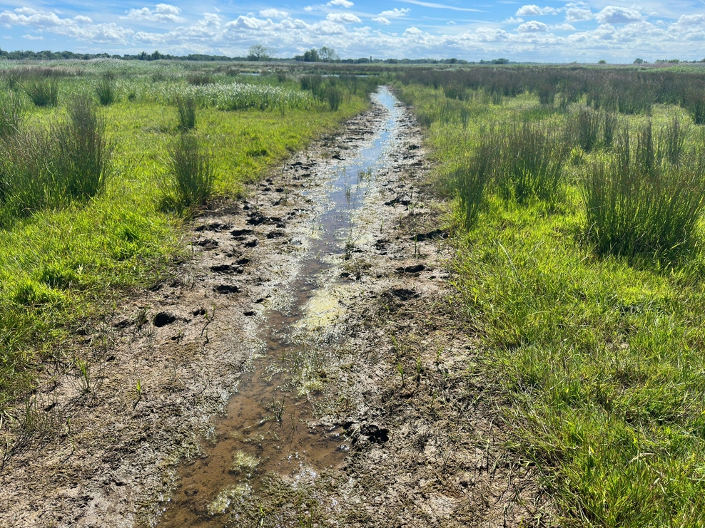 Wild news from our teams - June 2024 | Suffolk Wildlife Trust