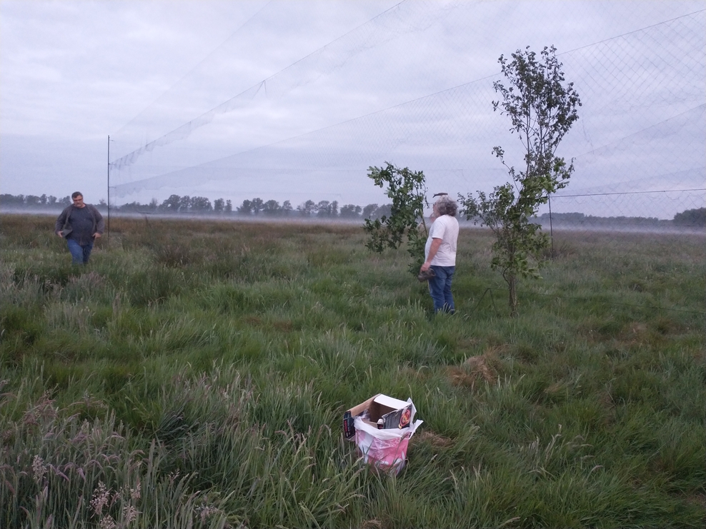 State-of-the-art tags tracking cuckoo migration from Worlingham Marshes ...