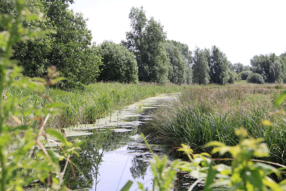 Wild news from our teams - June 2024 | Suffolk Wildlife Trust