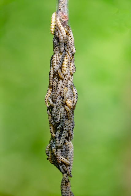 Wild news from our teams - June 2024 | Suffolk Wildlife Trust