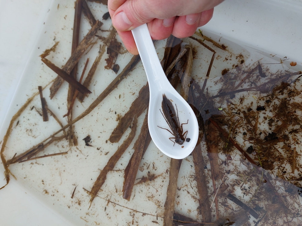Wilder School - Worlingham CEVC Primary School | Suffolk Wildlife Trust