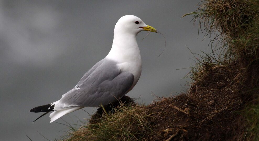 New nesting kittiwake lands at Northfield St Nicholas Primary Academy ...