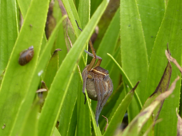 Up close and personal with the fen raft spider | Suffolk Wildlife Trust