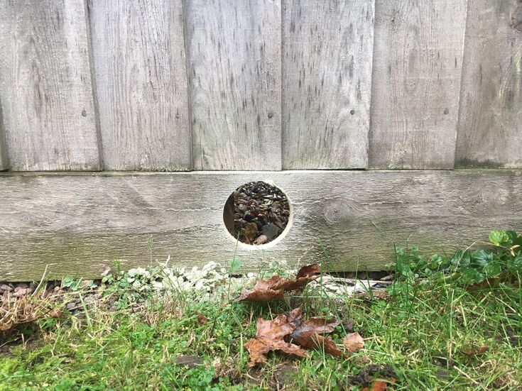 National Hedgehog Awareness Week 2021 | Suffolk Wildlife Trust