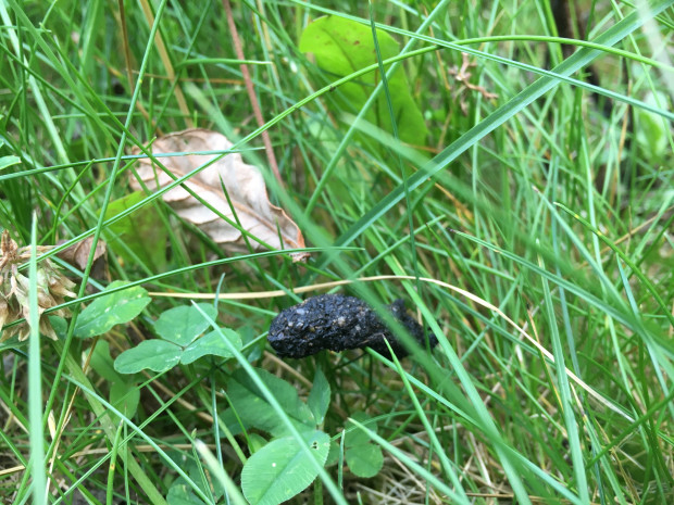 An easy way to detect hedgehogs - by looking for poo! | Suffolk ...