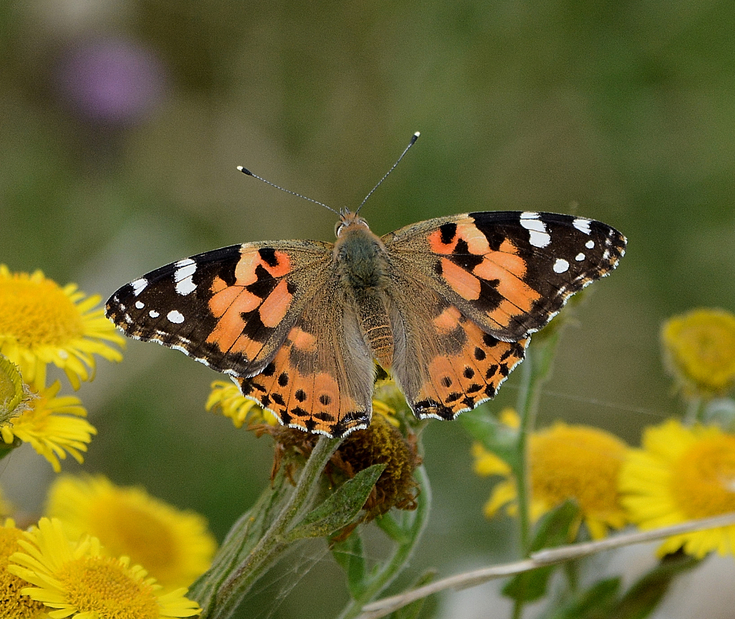 Painted Lady migration and orchid explosion | Suffolk Wildlife Trust