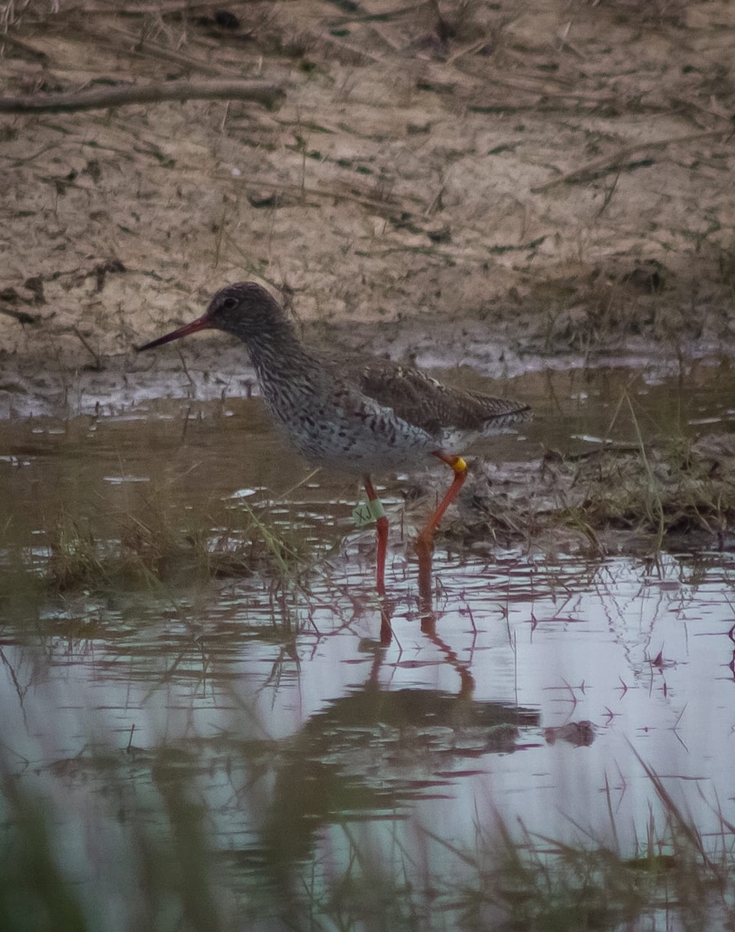 Reconnecting the River Glem floodplains | Suffolk Wildlife Trust