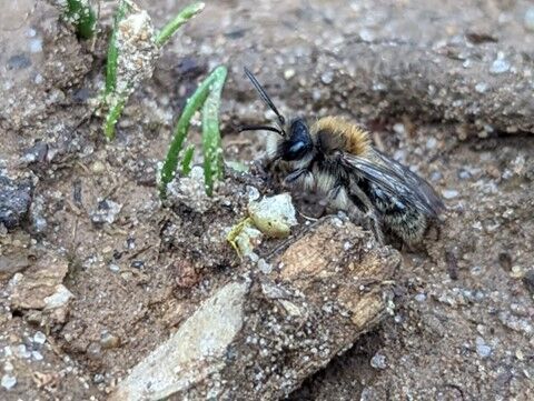 Wild news from our reserves – 31st March 2023 | Suffolk Wildlife Trust