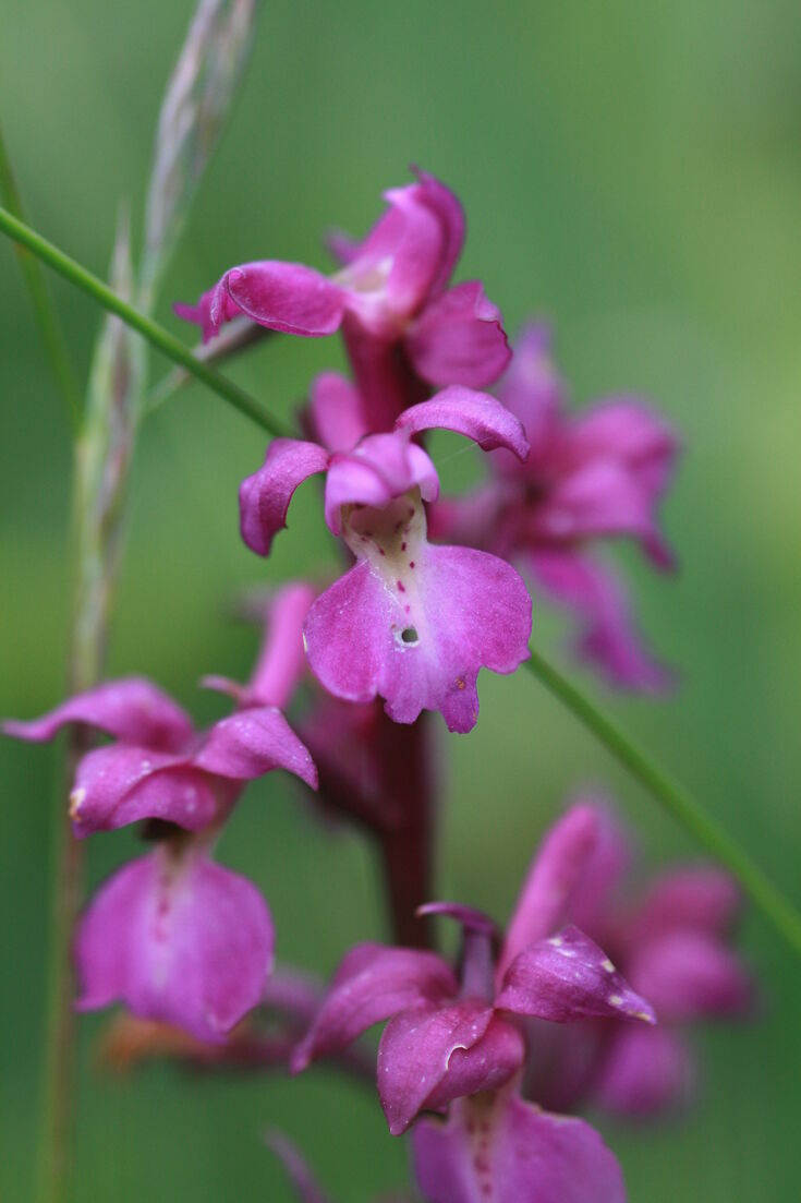 Waveney and Little Ouse Landscape Recovery | Suffolk Wildlife Trust