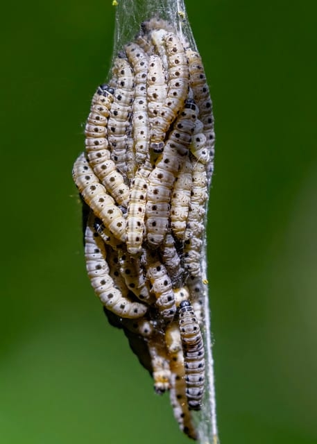 Wild news from our teams - June 2024 | Suffolk Wildlife Trust