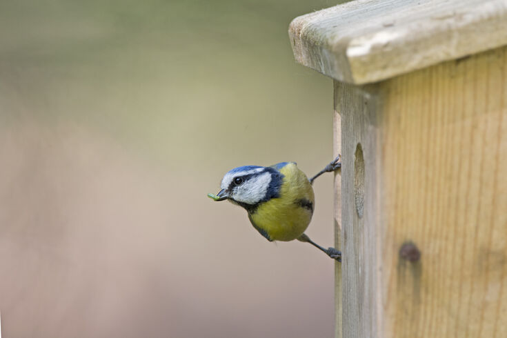 National Nest Box Week 2025 | Suffolk Wildlife Trust