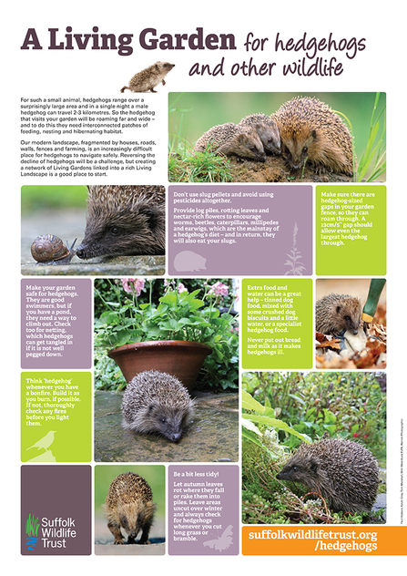 Hedgehog friendly gardening | Suffolk Wildlife Trust