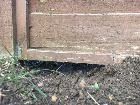 Spring has sprung! Time to get outside and hog-ify the garden | Suffolk ...