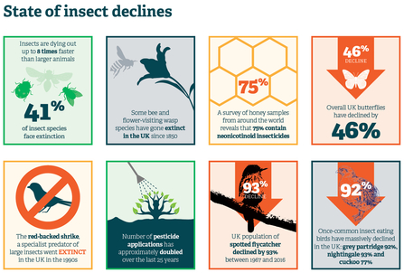 Where have all the insects gone? | Suffolk Wildlife Trust