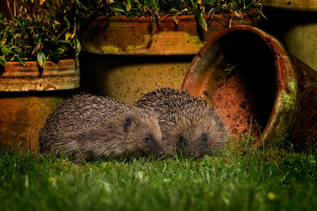 Hedgehog-friendly gardening | Suffolk Wildlife Trust