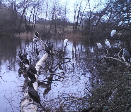 Weekly wild news from our reserves – 22 January 2021 | Suffolk Wildlife ...