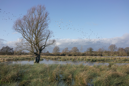 Wilder rivers | Suffolk Wildlife Trust
