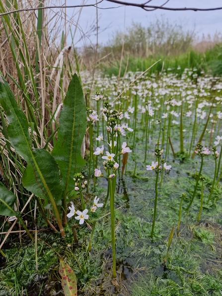 10 facts about fen raft spiders | Suffolk Wildlife Trust