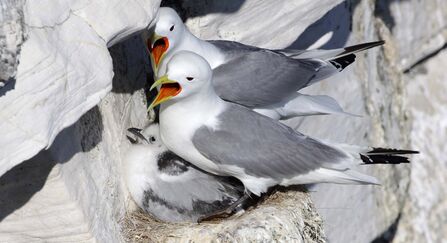 New nesting kittiwake lands at Northfield St Nicholas Primary Academy ...
