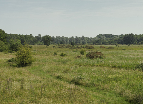 Roydon Fen Nature Reserve | Suffolk Wildlife Trust
