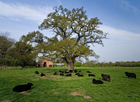 Martins' Meadows Nature Reserve | Suffolk Wildlife Trust
