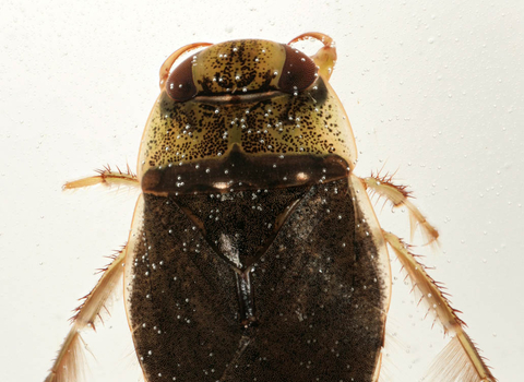 Saucer bug | Suffolk Wildlife Trust