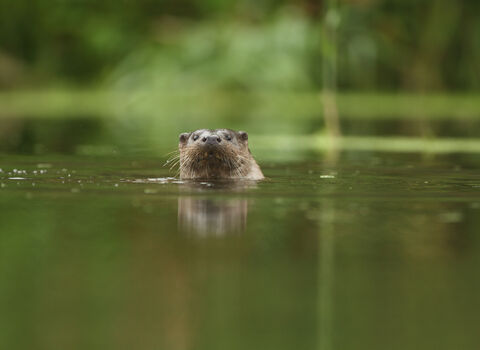Make a donation | Suffolk Wildlife Trust