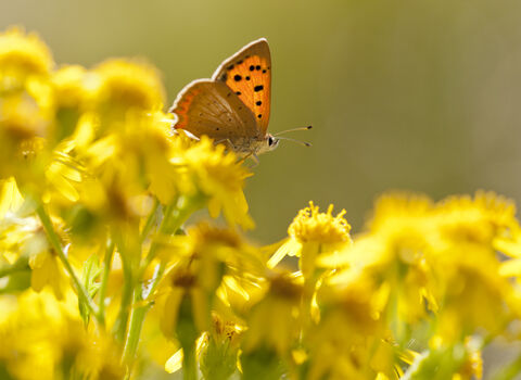 Welcome to Suffolk Wildlife Trust | Suffolk Wildlife Trust