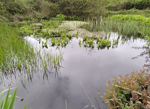 What is Biodiversity Net Gain? | Suffolk Wildlife Trust