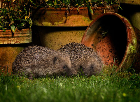 Wildlife in Suffolk | Suffolk Wildlife Trust
