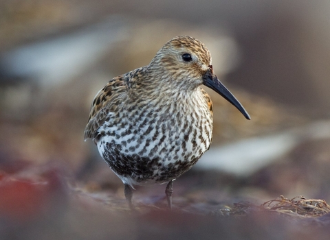 Newbourne Springs Nature Reserve | Suffolk Wildlife Trust