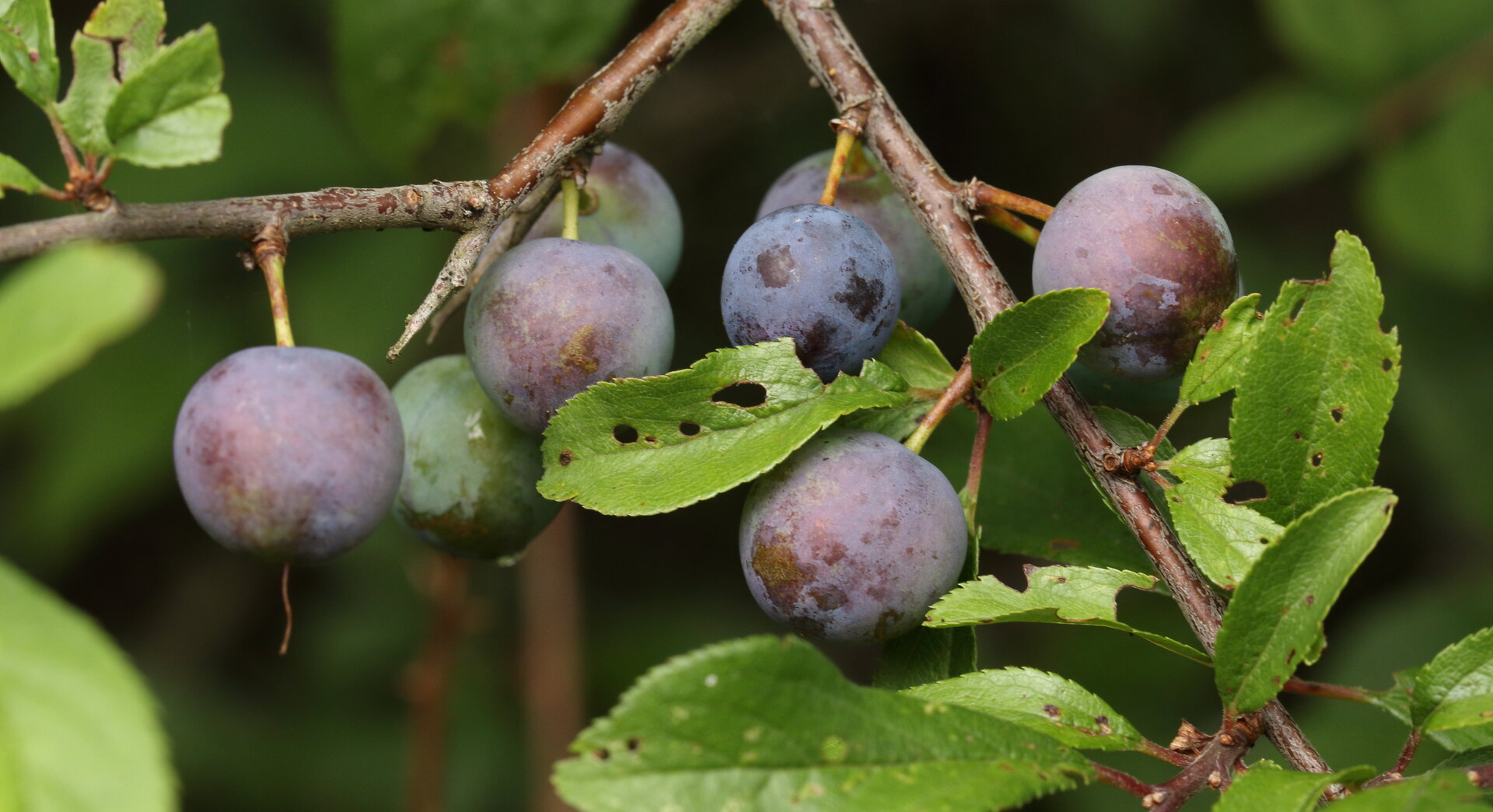 Slow berries - Vaughn Matthews | Suffolk Wildlife Trust