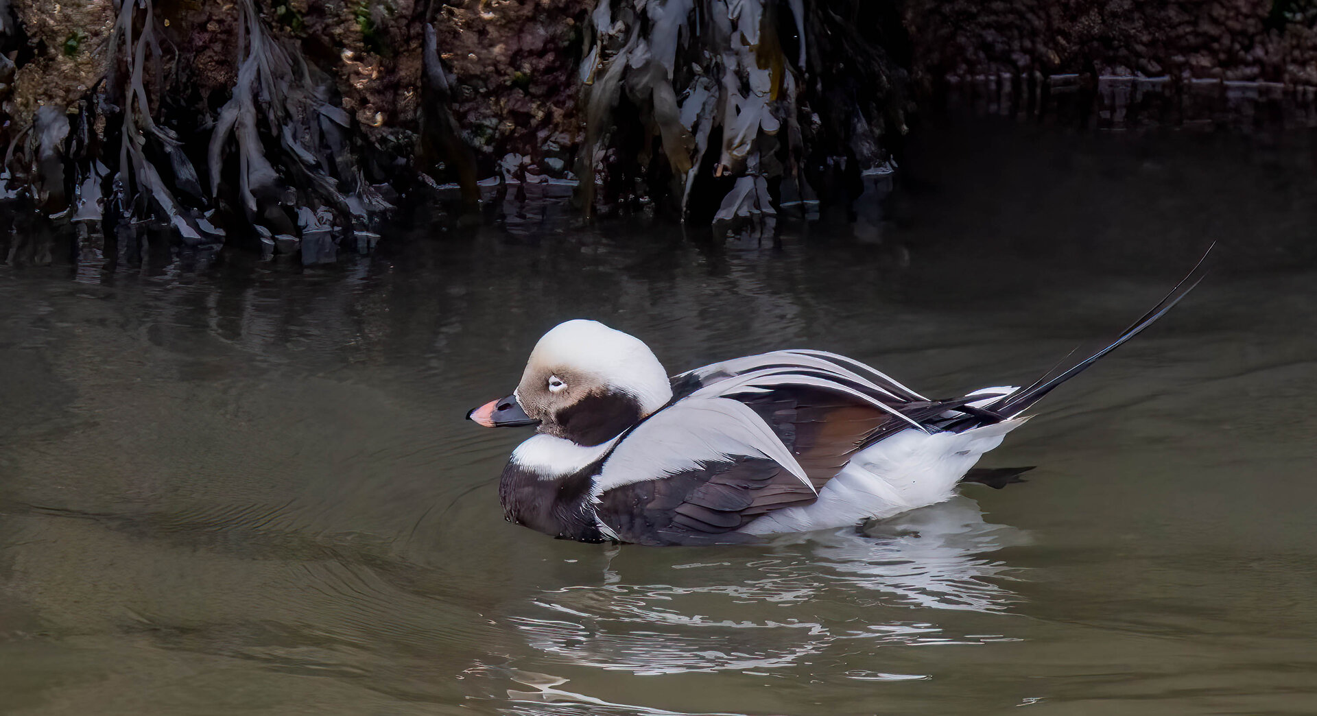 Long-tailed duck male | Suffolk Wildlife Trust